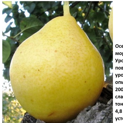 ГРУША “Просто Мария” ОКС, упаковка пакет | Алёна Парк – питомник растений