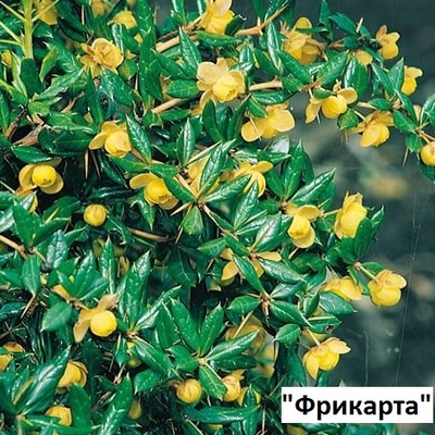 БАРБАРИС "Фрикарта" ЗКС 0,5 литра 20-25 см купить с доставкой по Рязани ...