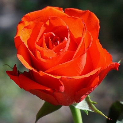 РОЗА АНЖЕЛИКА купить с доставкой по Рязани от Три Крестьянина